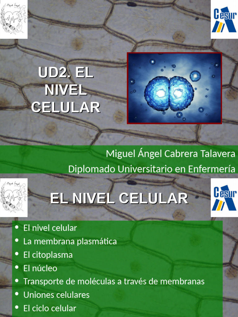 UD2.El Nivel Celular | PDF | Mitosis | Mitocondria