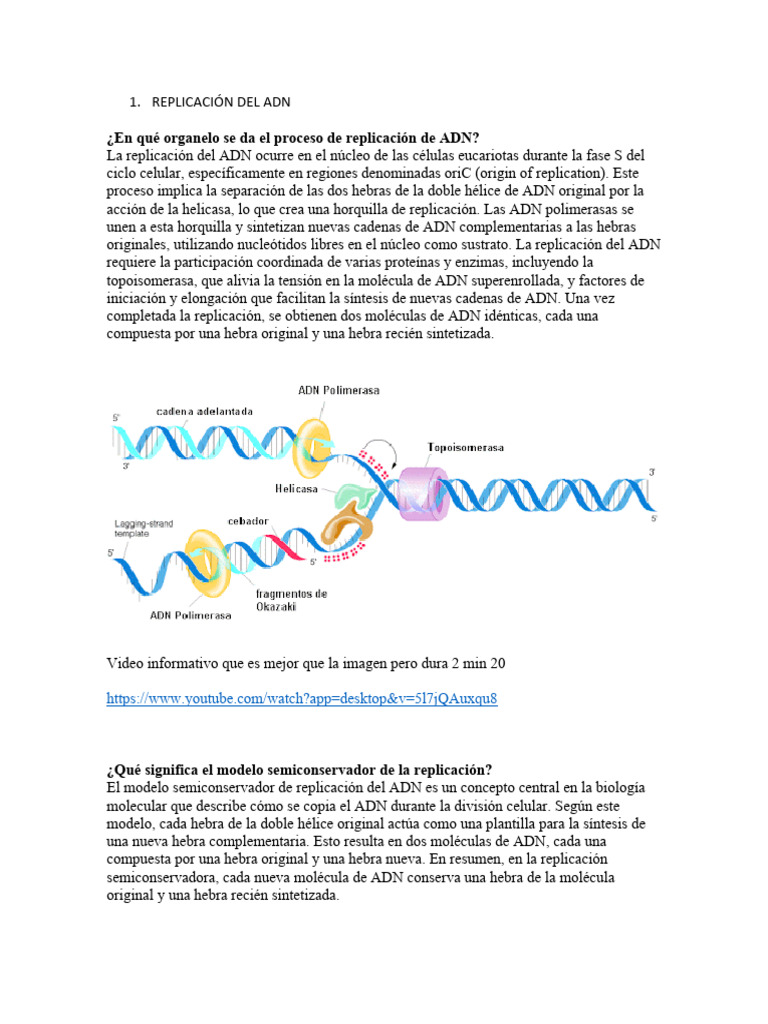 Imagenes Adn | Descargar gratis PDF | Replicación De Adn | Adn