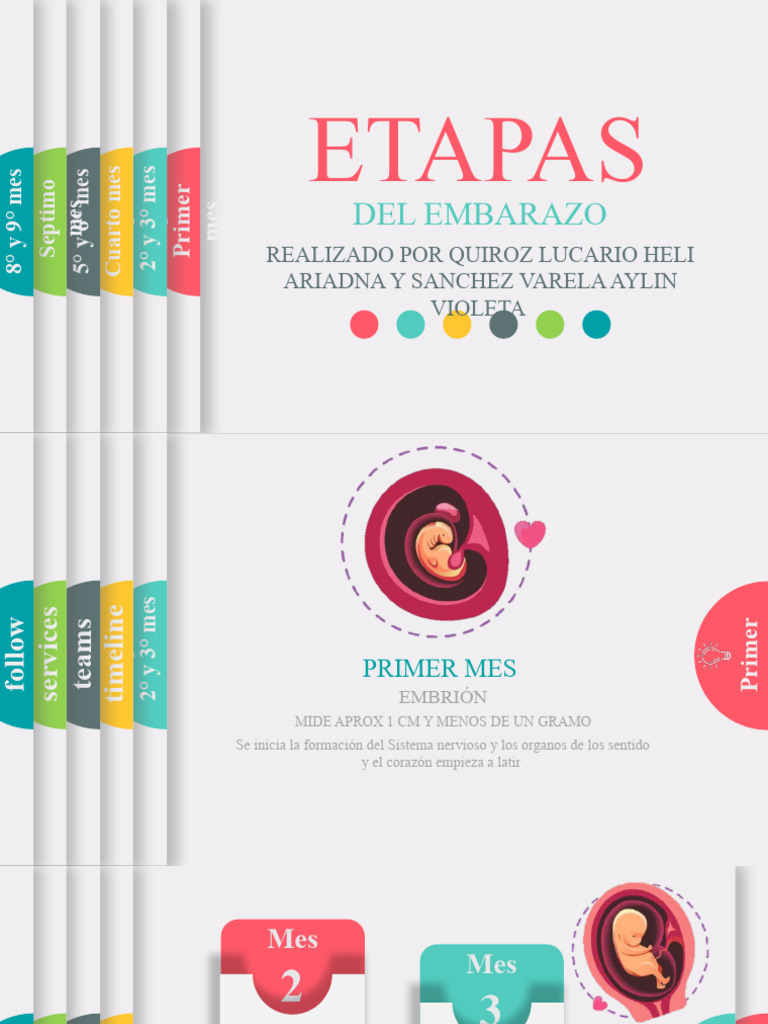 Etapas Del Embarazo | Descargar gratis PDF | Feto | Sistema endocrino