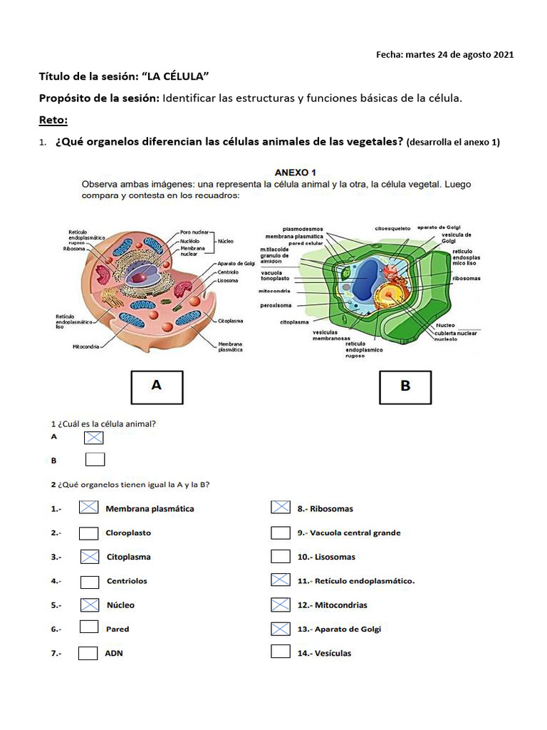 La Célula (1) Ana | PDF