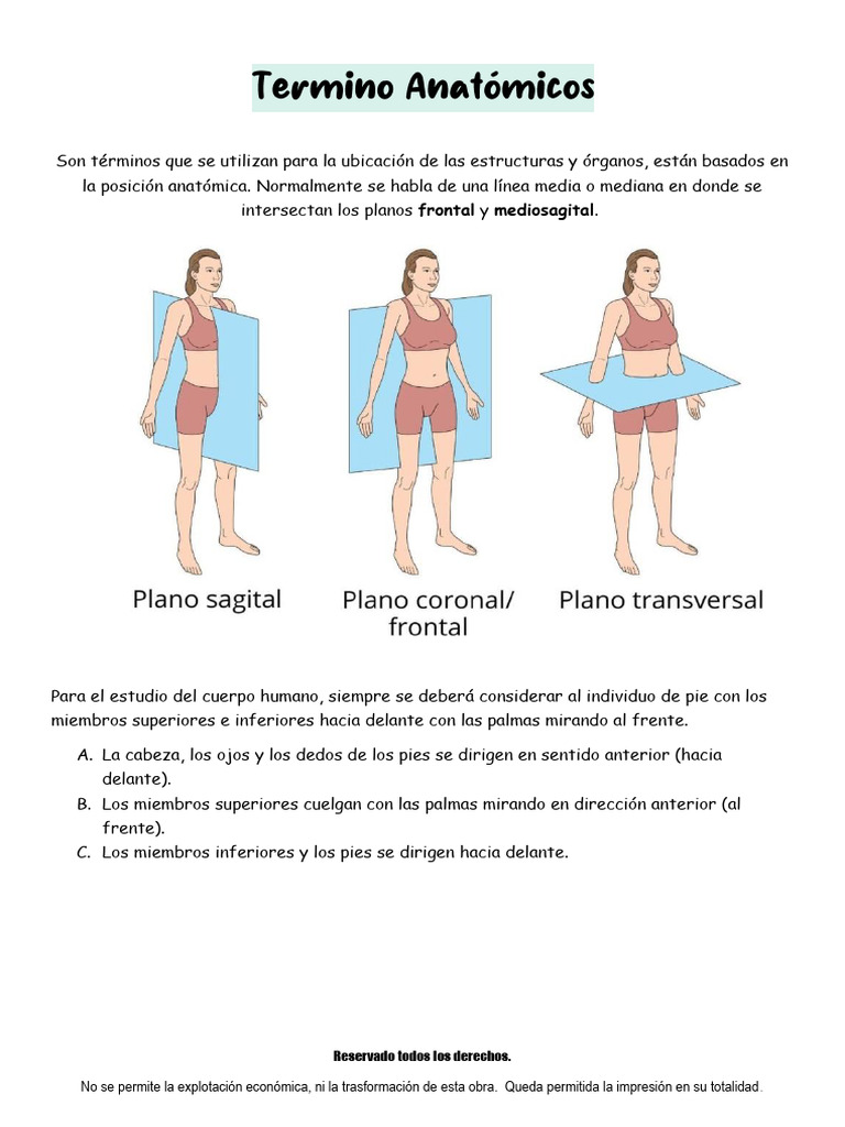 Terminos Anatomicos | PDF | Términos anatómicos de ubicación | Abdomen