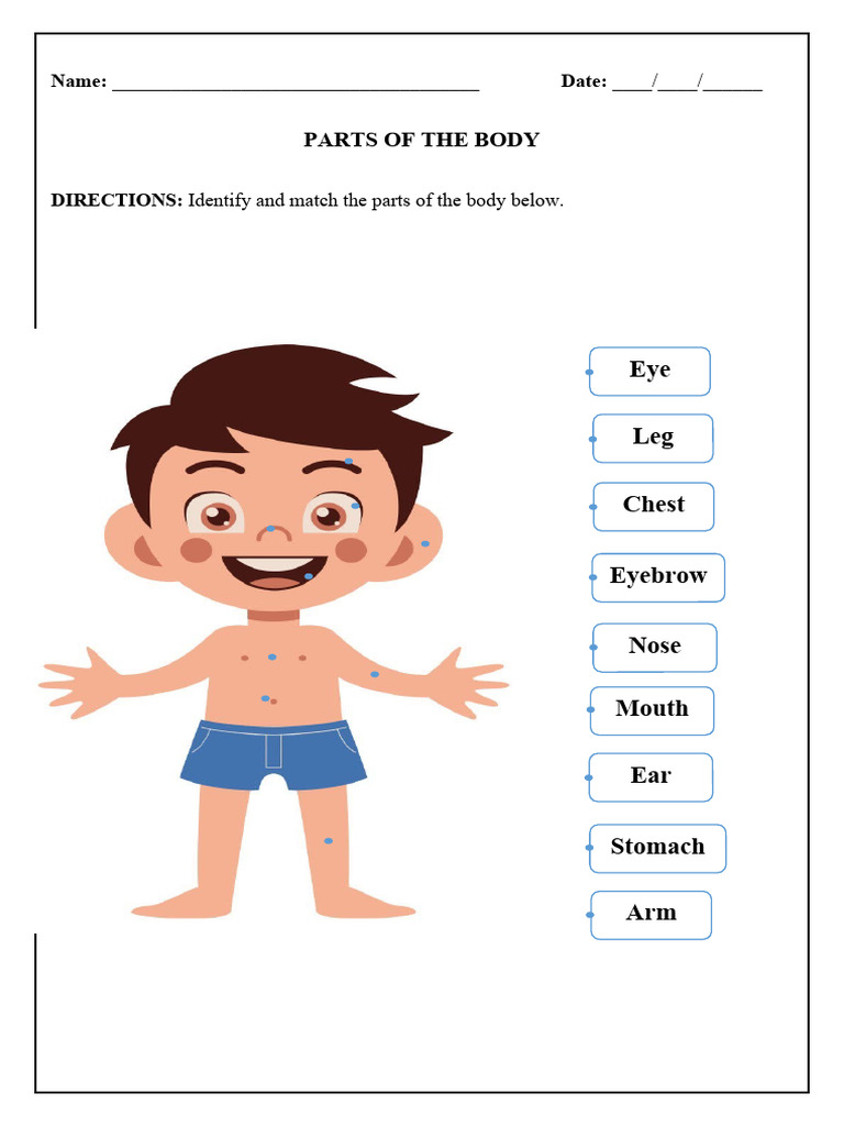Body Parts Identification Worksheet | PDF | Business | Career & Growth