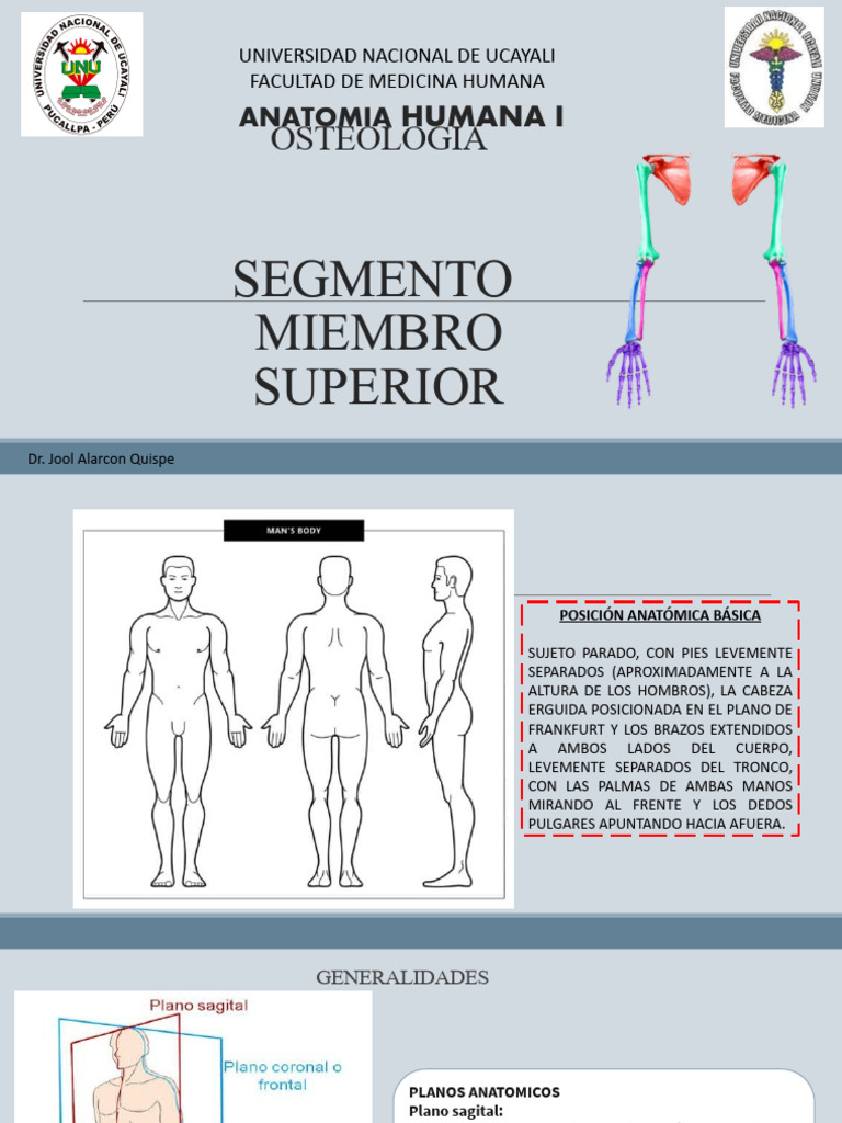 2. SEGMENTO MIEMBRO SUPERIOR-OSTEOLOGIA[1] [Solo lectura] | PDF | Articulación | Sistema esquelético