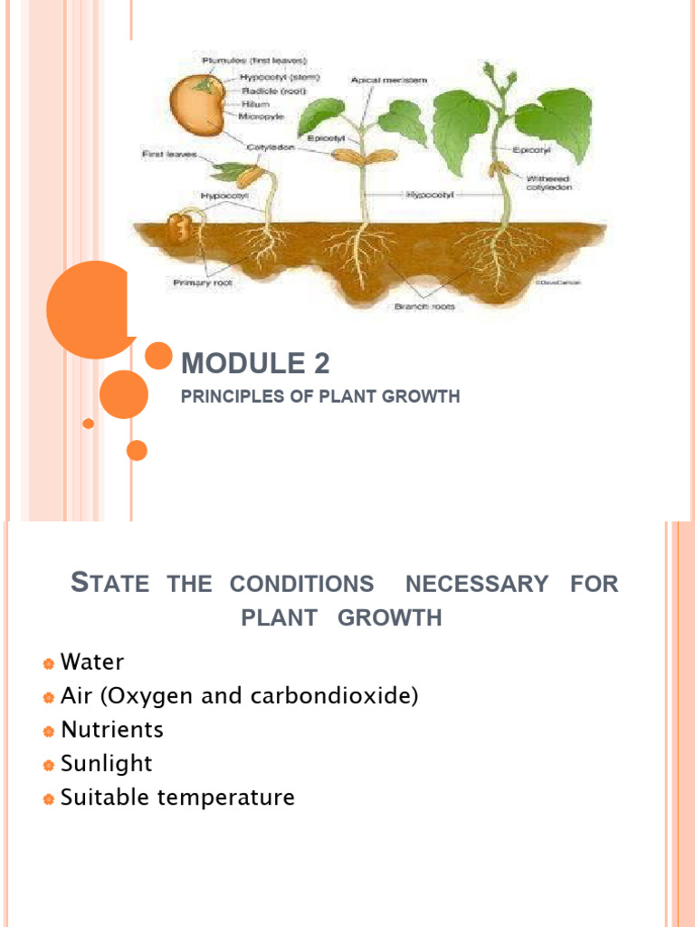 Principles of Plant Growth Slides | PDF | Plant Stem | Leaf