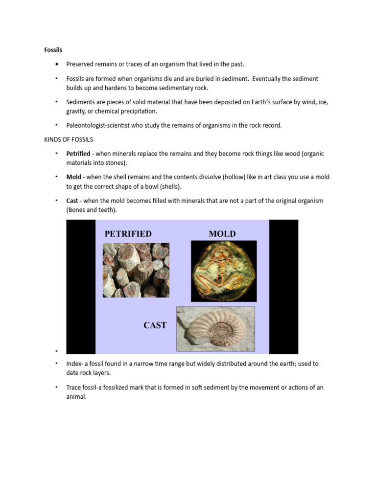Fossils Handout - Docx 1 | PDF