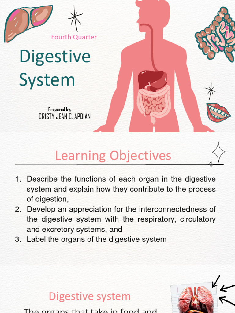 Digestive System | PDF | Digestion | Human Digestive System