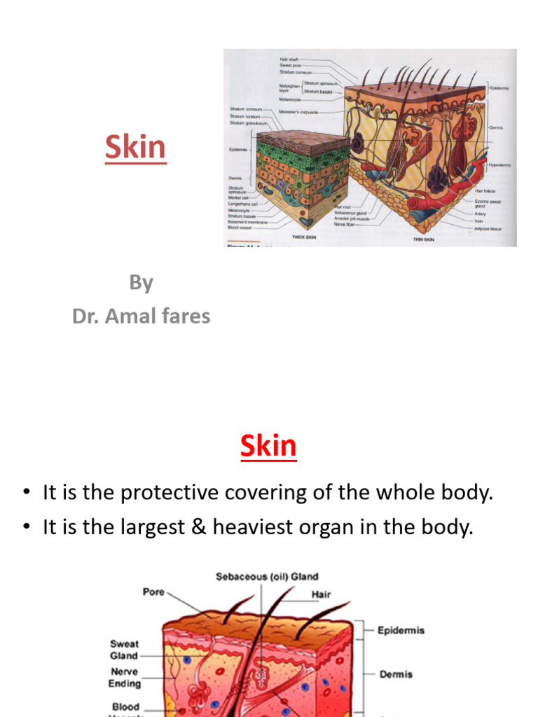Skin | PDF | Epidermis | Skin