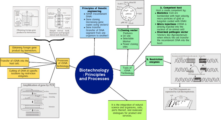Class 12 Biotechnology Principles and Processes Mind Map | Download ...