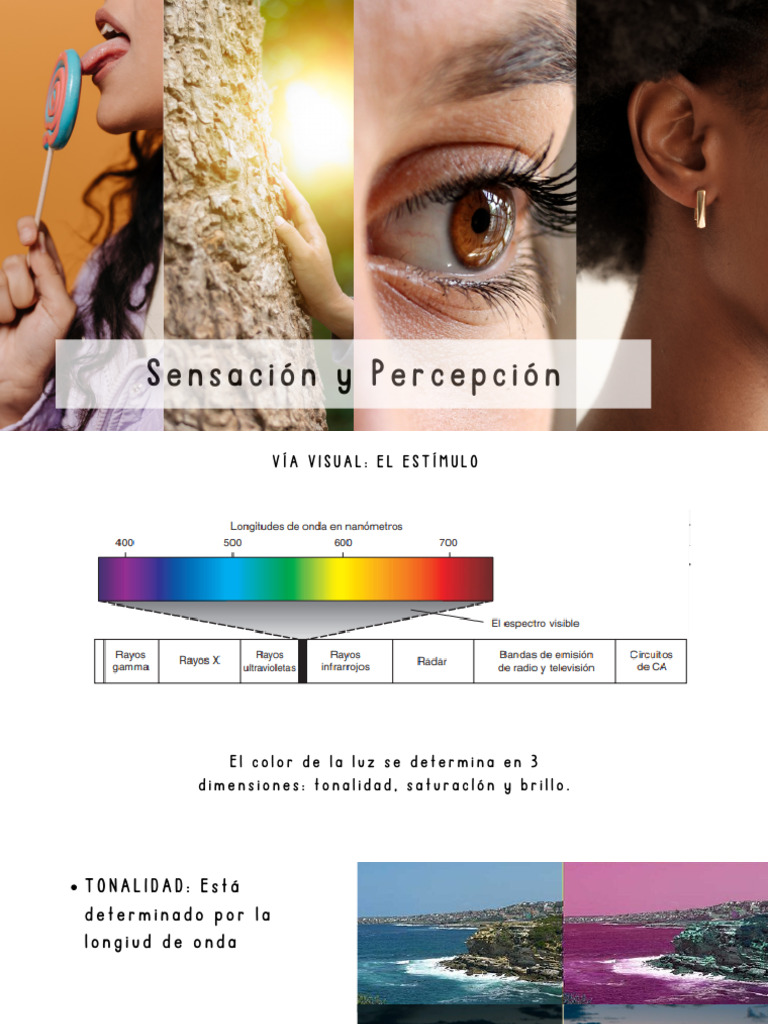 3. Vía Visual | PDF | Percepción visual | Ojo