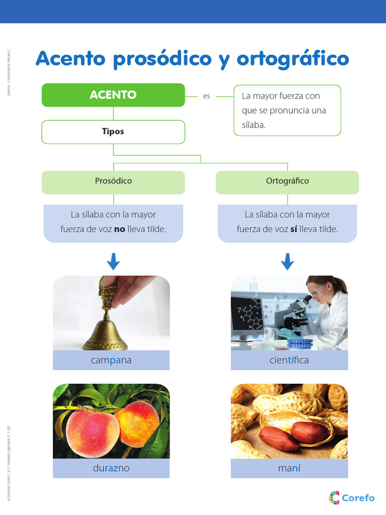 Acento Prosódico y Ortográfico Primaria 3 | PDF