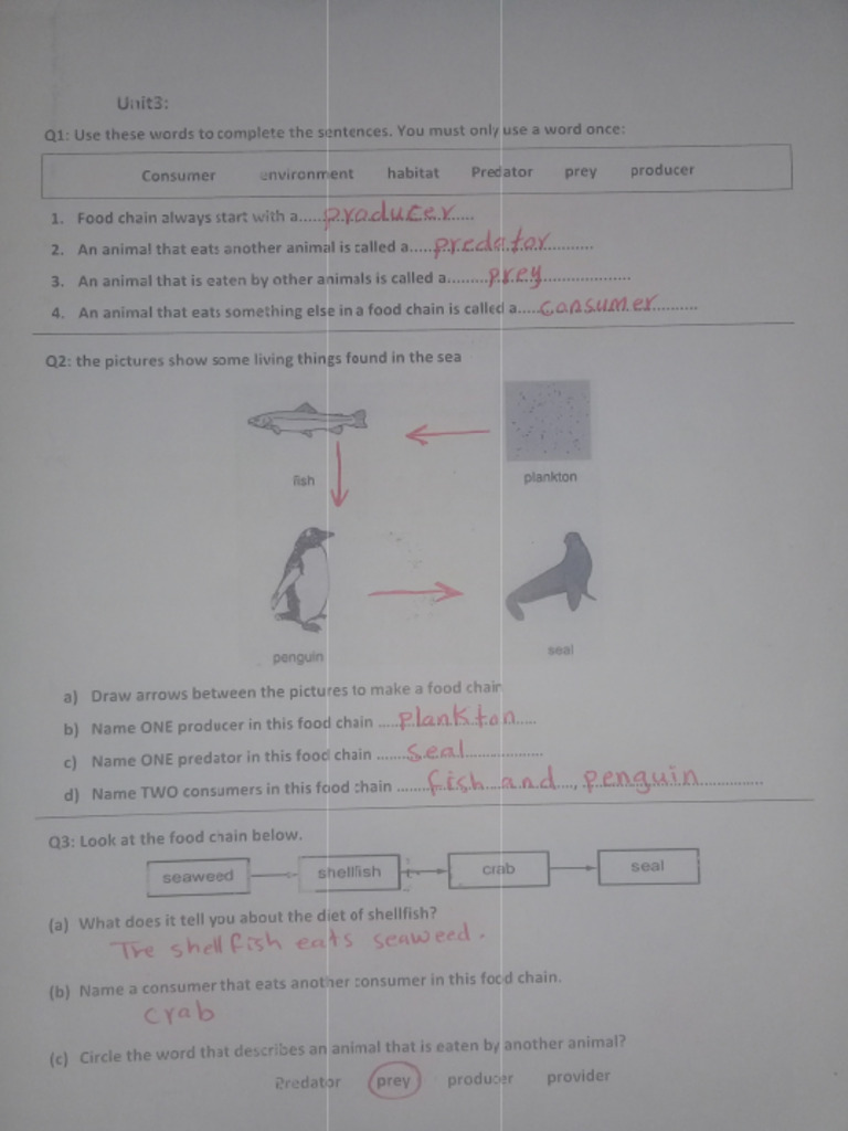 Stage 6 Science t2 Final Answer Key | PDF