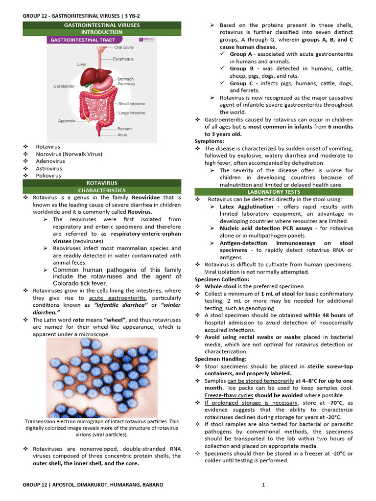 Gastrointestinal Viruses Overview | PDF | Adenoviridae | Virus