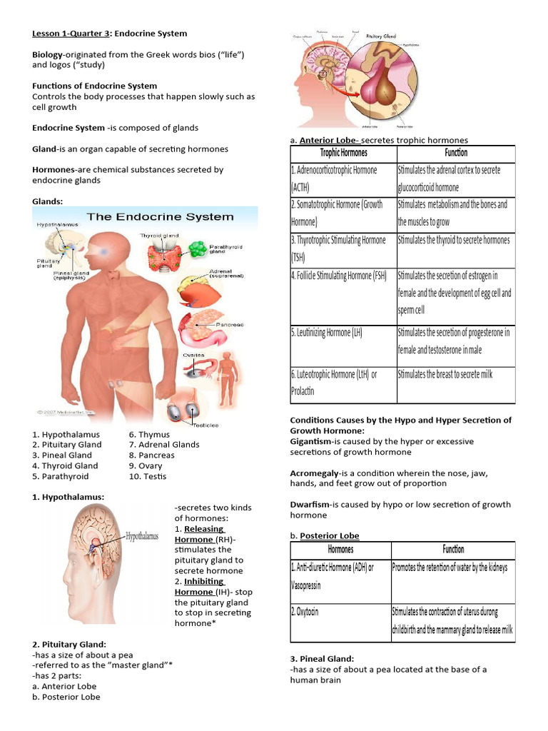 Lesson-1-Quarter-3_Endocrine | PDF | Endocrine System | Adrenal Gland