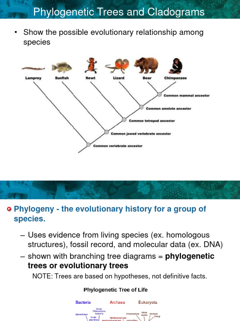 Phylogenetic Trees Cladograms | PDF | Phylogenetic Tree | Clade
