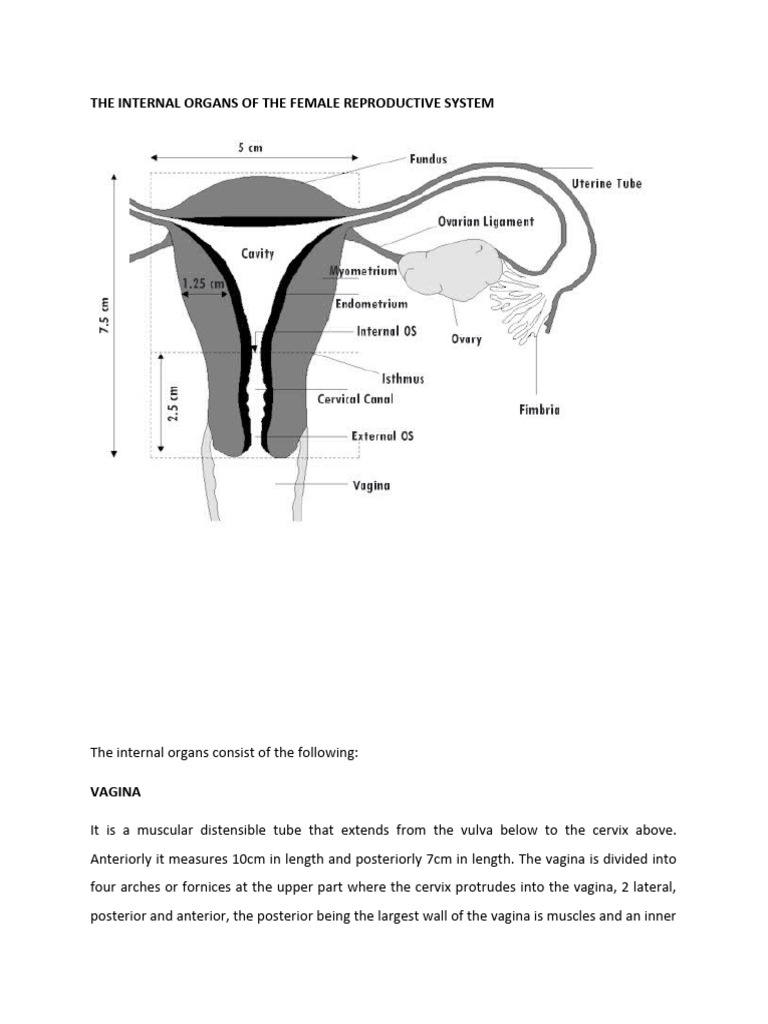 Female Reproductive System | Download Free PDF | Menstrual Cycle | Ovary