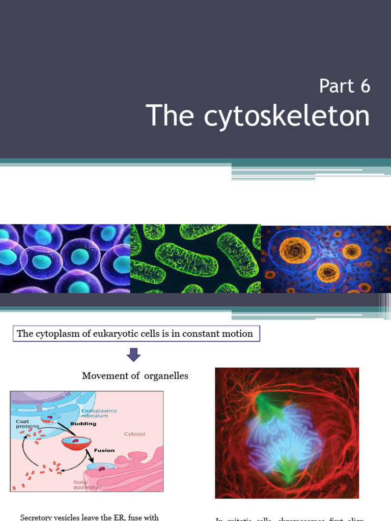 Lecture 6 - Cytoskeleton ST | PDF | Microtubule | Cell (Biology)