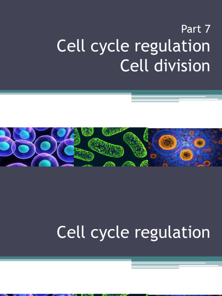 Lecture 7 Cell Division Cellcycle ST | PDF | Cell Cycle | Mitosis