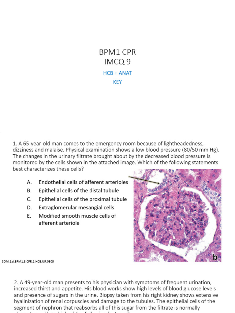 Imcq 9 - Hcb+anat Key | PDF | Kidney | Genitourinary System