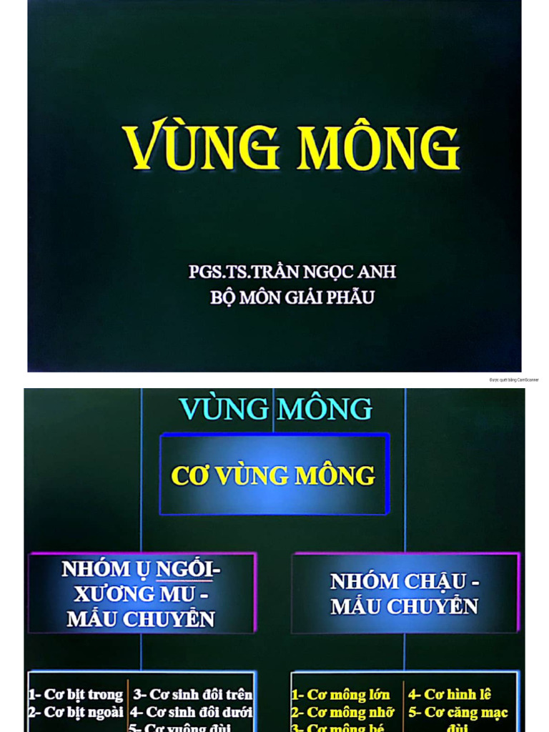 Vùng-mông | PDF