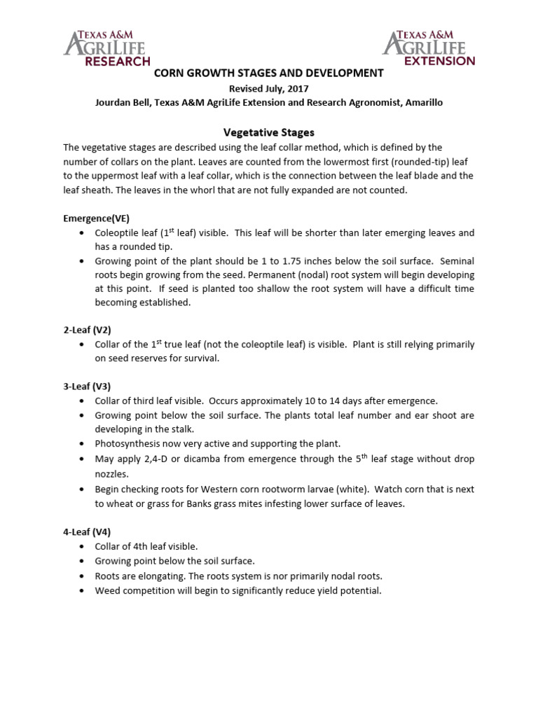 Corn Growth Stages and Development | PDF | Maize | Seed