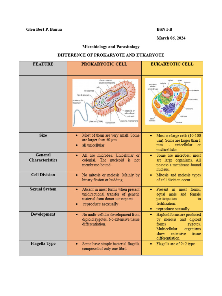 Prokaryote vs Eukaryote Features Explained | PDF | Cell (Biology ...