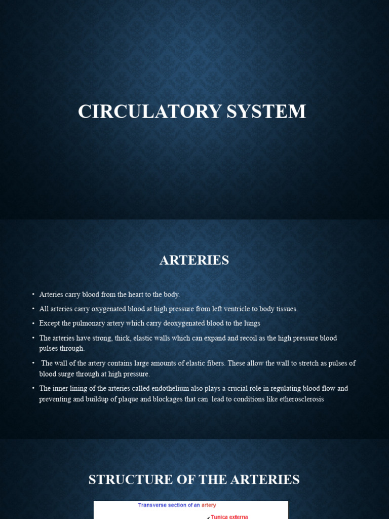 Circulatory System 1 | PDF | Vein | Atrium (Heart)