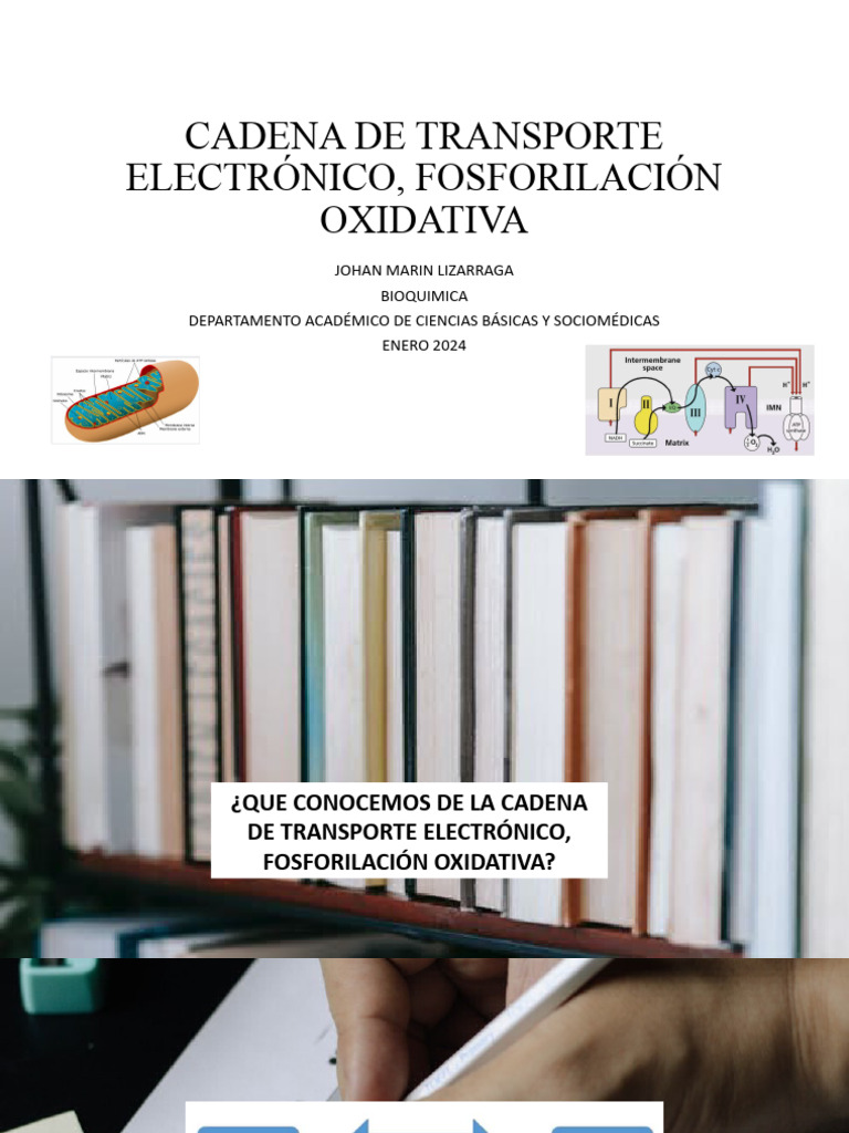 Cadena de Transporte Electrónico, Fosforilación Oxidativa | PDF | Trifosfato de adenosina ...