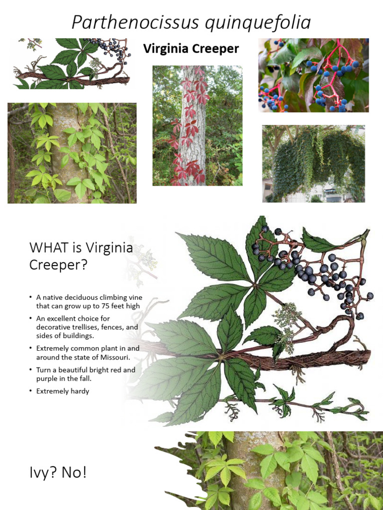 parthenocissus quinquefolia - virginia creeper | PDF | Plants | Botany