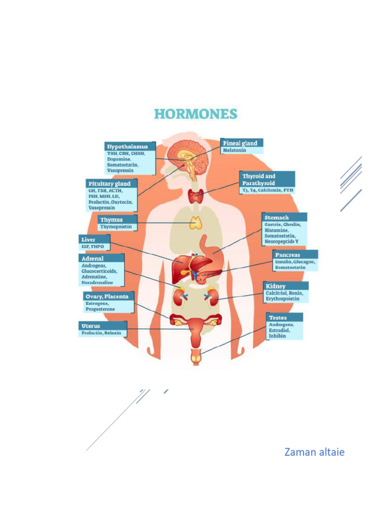 HORMONS | PDF | Hormone | Endocrine System