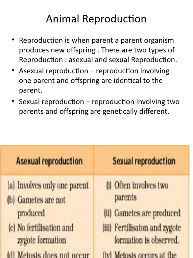 Animal Reproduction | PDF