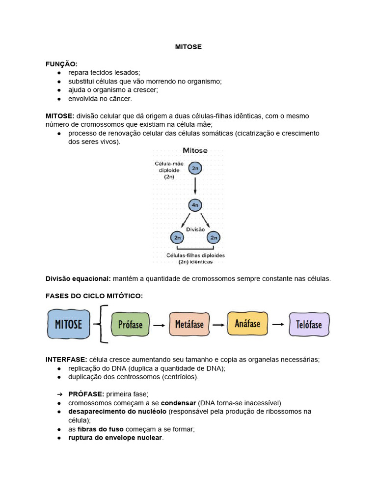 Mitose - Biocel | PDF | Mitose | Meiose