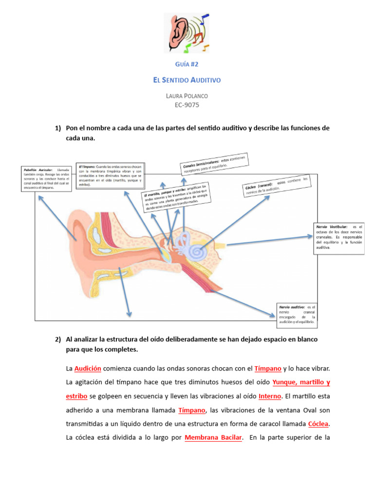 Guía N2 - El Sentido Auditivo | PDF | Escuchando | Oído