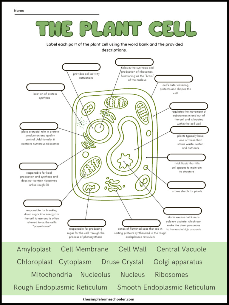 Plant Cell Worksheet | PDF | Endoplasmic Reticulum | Cell (Biology)