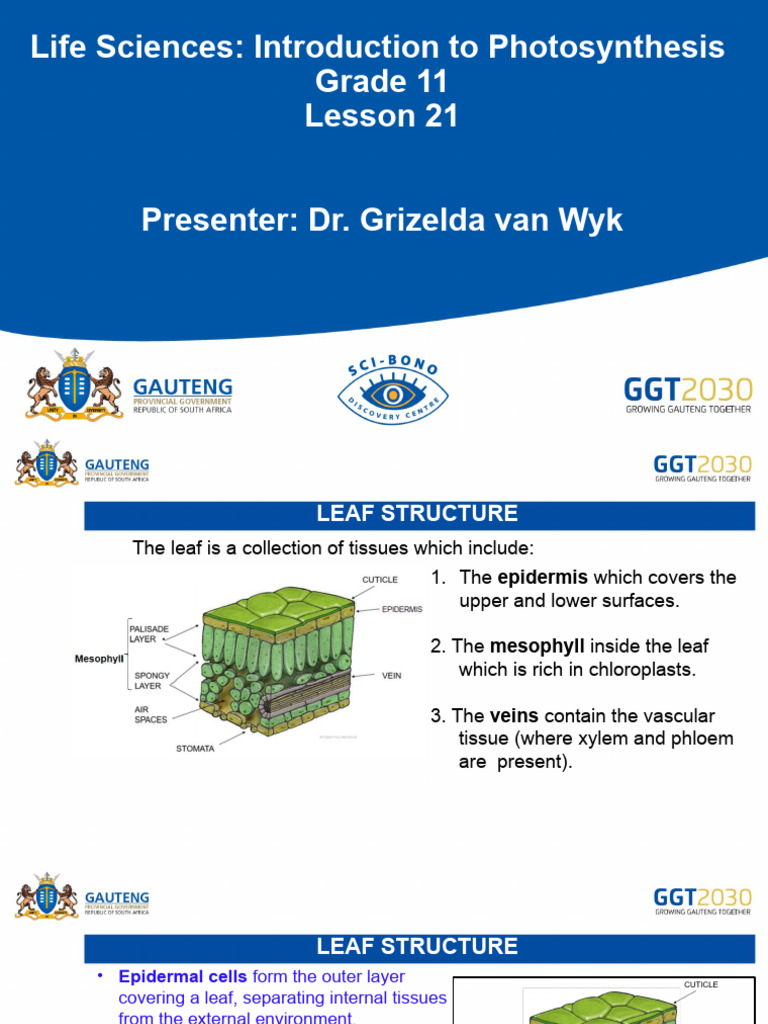 Grade 11 Photosynthesis Guide | PDF | Leaf | Chloroplast