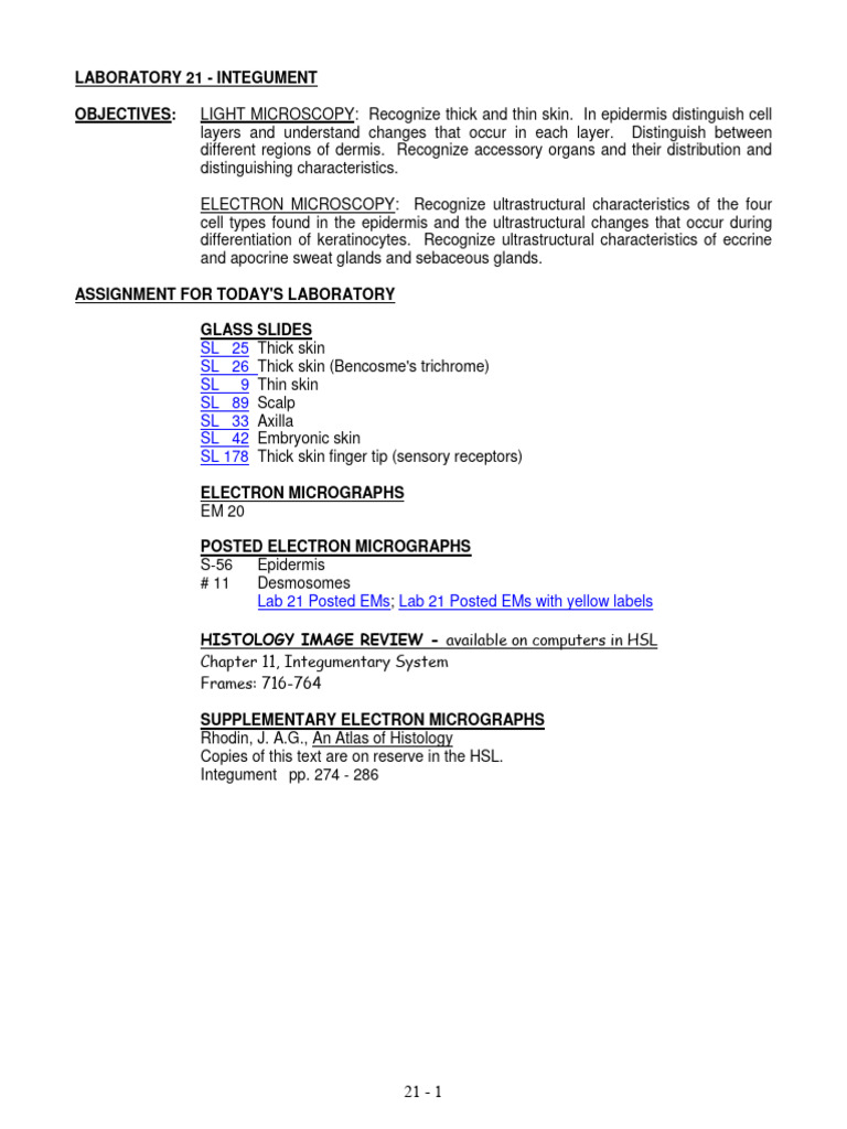 Lab 21 | PDF | Skin | Epidermis