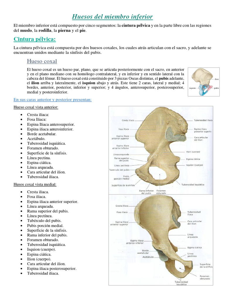 Osteologia Miembro Inferior Resumen N°1 | PDF | Sistema musculoesquelético | Anatomía del ...