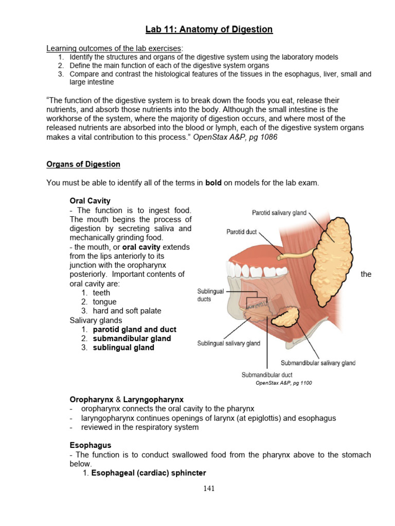 AP2 Lab11 Anatomy of Digestion SP21 | PDF | Human Digestive System ...