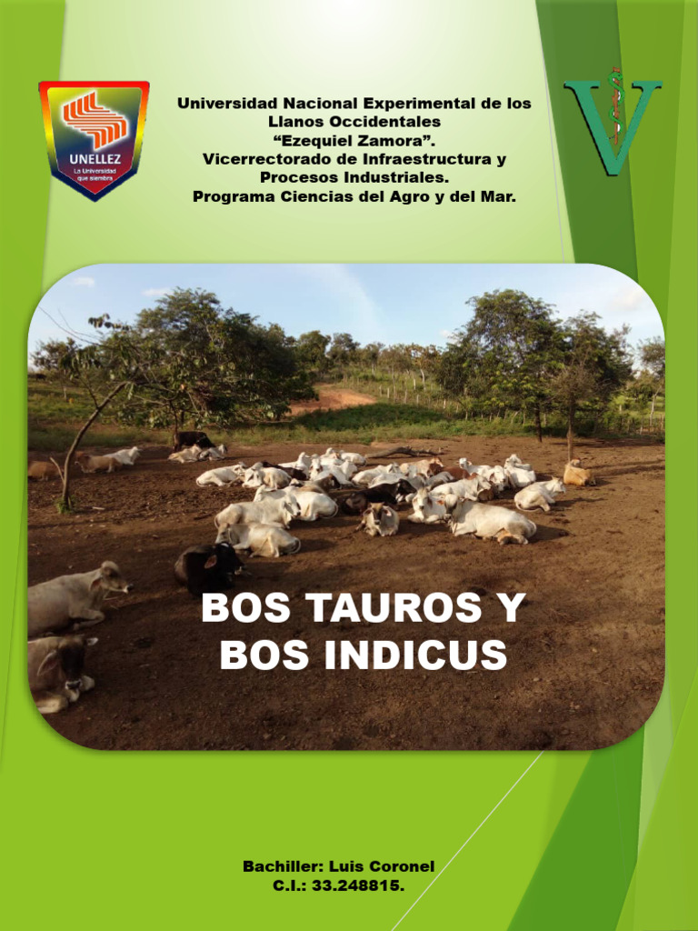 Bos Tauros Bos Indicus | PDF | Carne | Etnobiología