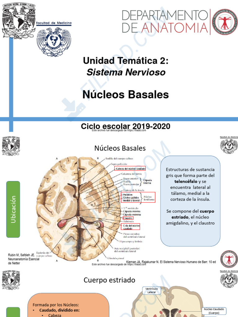 Núcleos Basales: Anatomía y Conexiones | PDF | Ganglios basales | Cerebro