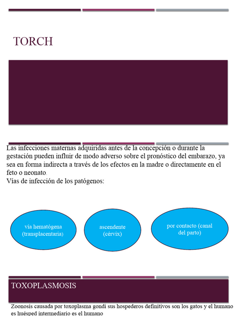 14 Torch | PDF | Ciencias de la Salud | Epidemiología