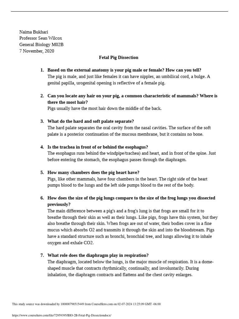 BIO 2B Fetal Pig Dissection | PDF | Liver | Small Intestine