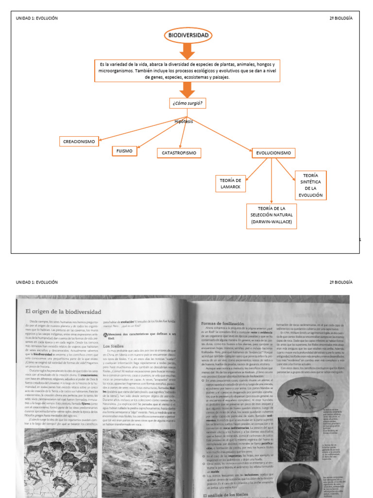 U1 Evolución | PDF