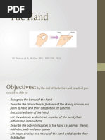 Palmar Hand Anatomy Overview | PDF | Hand | Musculoskeletal System
