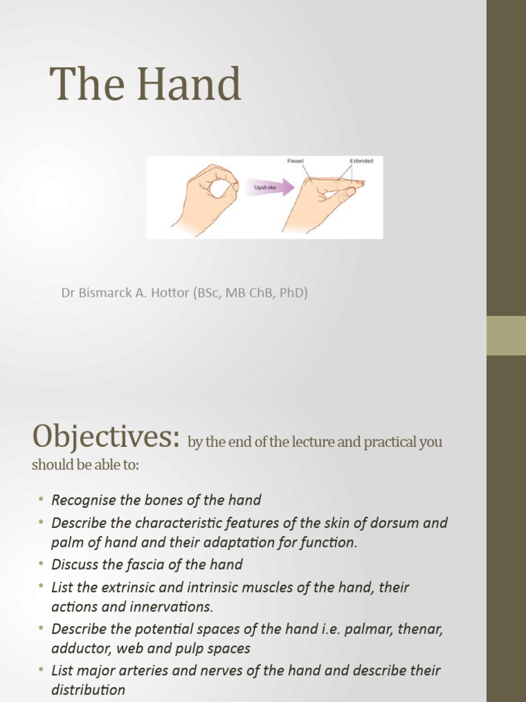 7 The Hand | PDF | Hand | Thumb