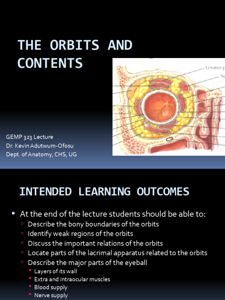 Anatomy of the Orbits and Eyeball | PDF | Anatomy | Human Head And Neck