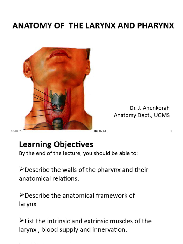 14 Anatomy of Larynx and Pharynx | PDF | Larynx | Anatomy
