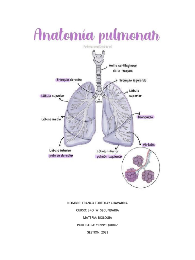 Anatomía del Sistema Respiratorio | PDF | Pulmón | Sistema circulatorio