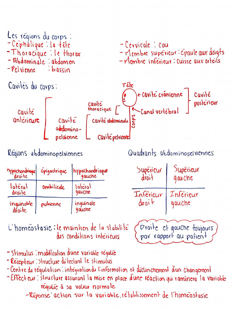 Régions Du Corps | PDF