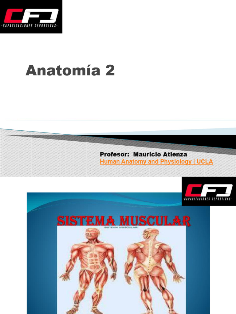 Anatomia 2 CFD$$$$$$$$ | PDF