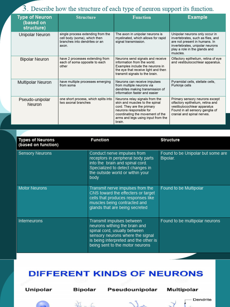 Types of Neurons | PDF | Neuron | Axon